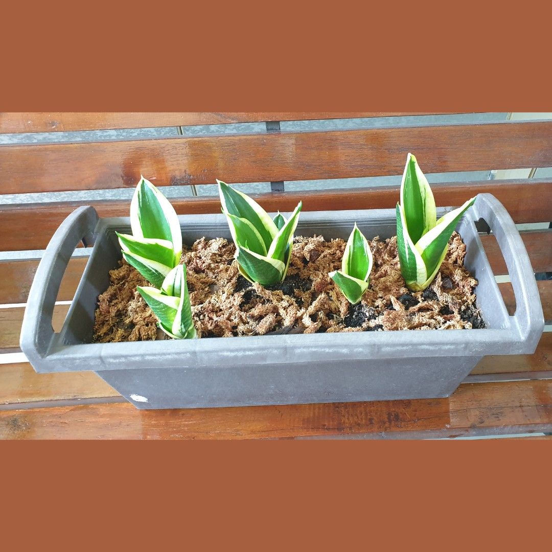 Sansevieria snake plants, Furniture & Home Living, Gardening, Plants ...