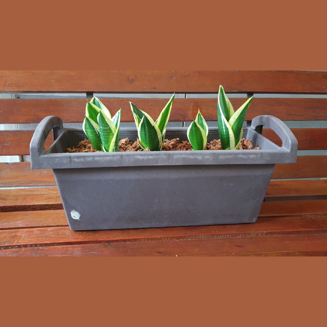 Sansevieria snake plants, Furniture & Home Living, Gardening, Plants ...