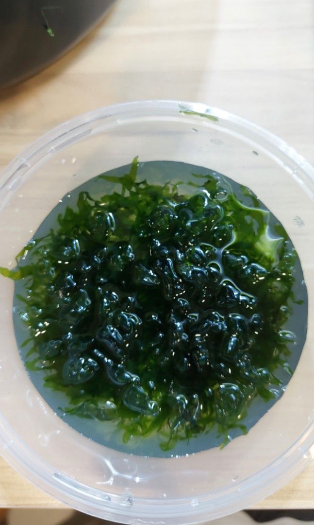 Subwassertang Moss (Beginner Aquatic Plant), Furniture & Home Living ...