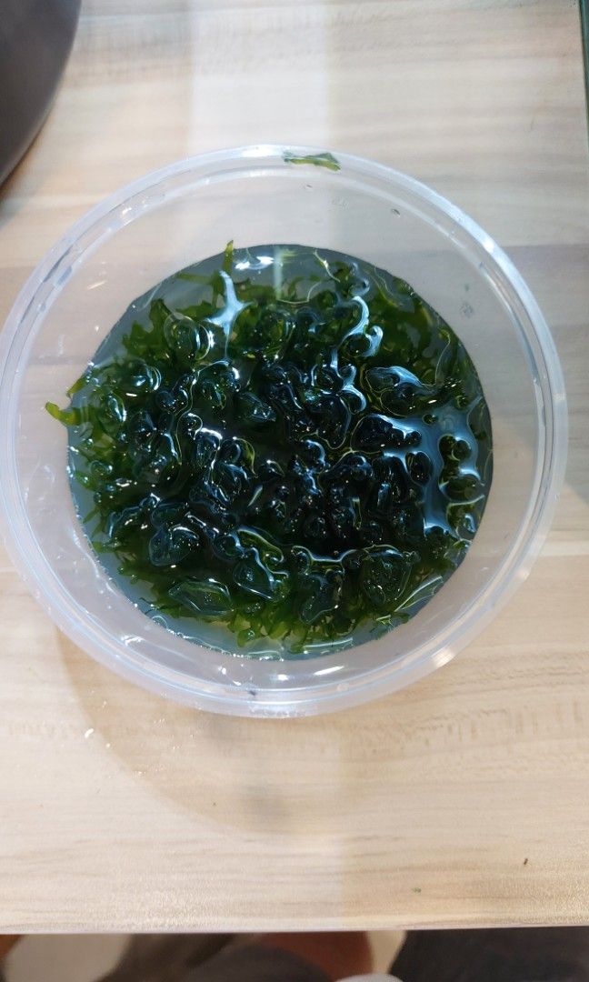 Subwassertang Moss (Beginner Aquatic Plant), Furniture & Home Living ...