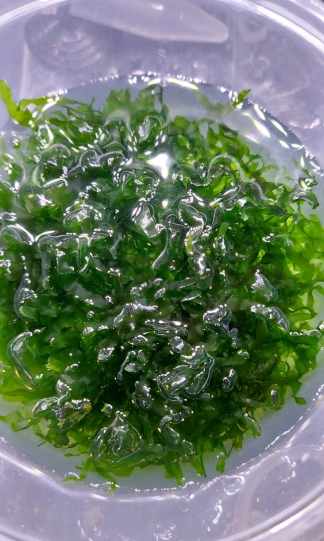 Subwassertang Moss (Beginner Aquatic Plant), Furniture & Home Living ...