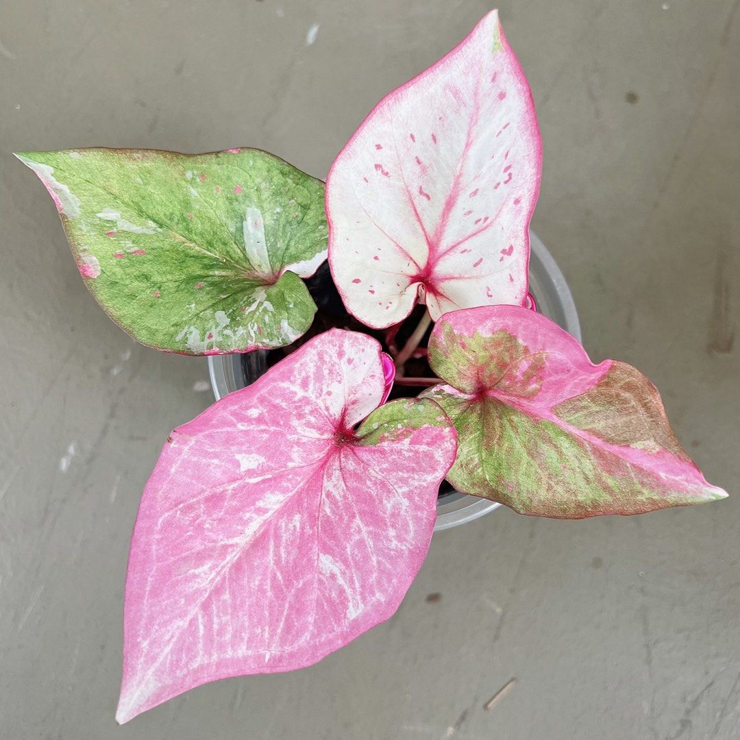 Caladium blushing fantasy, Furniture & Home Living, Gardening, Plants ...