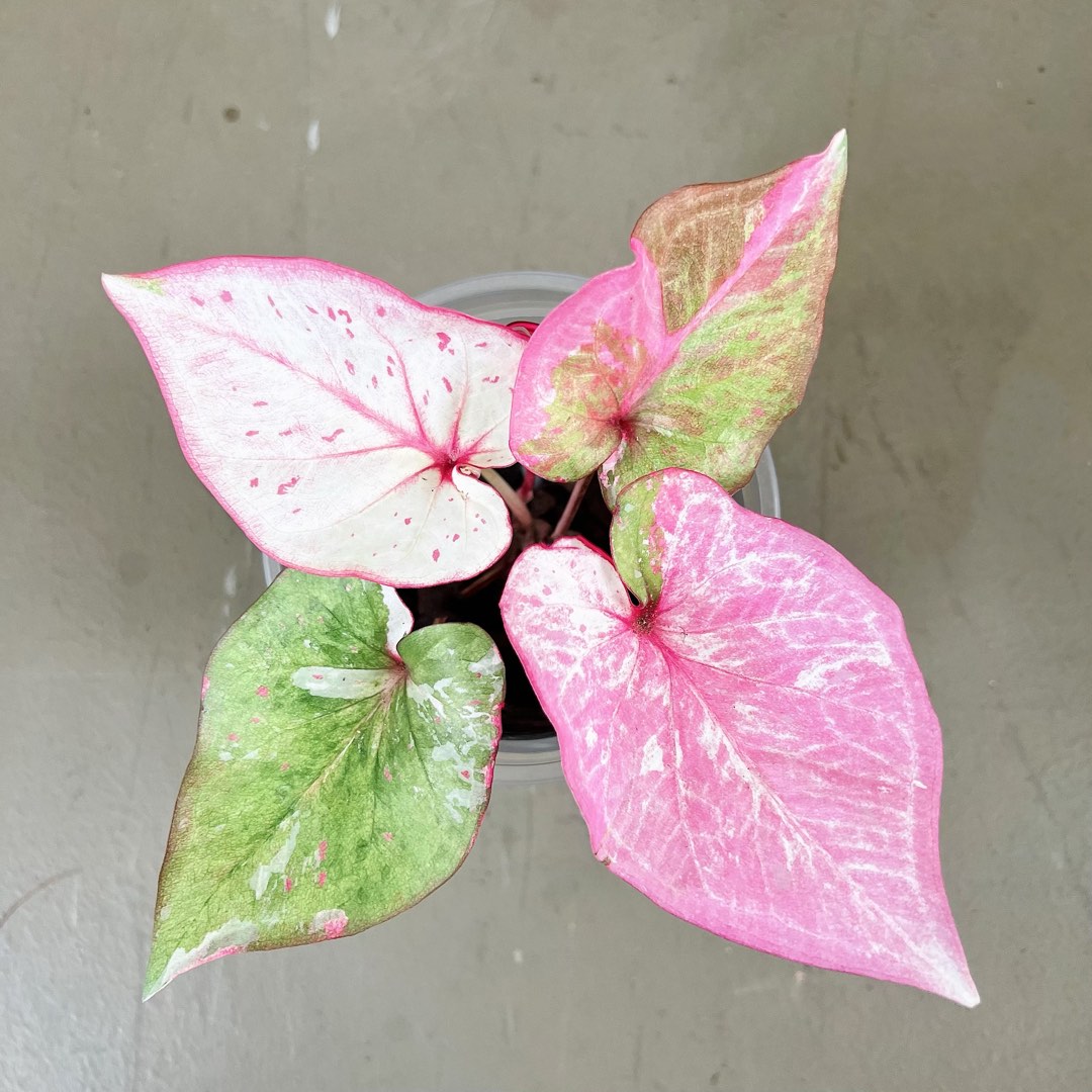 Caladium blushing fantasy, Furniture & Home Living, Gardening, Plants ...