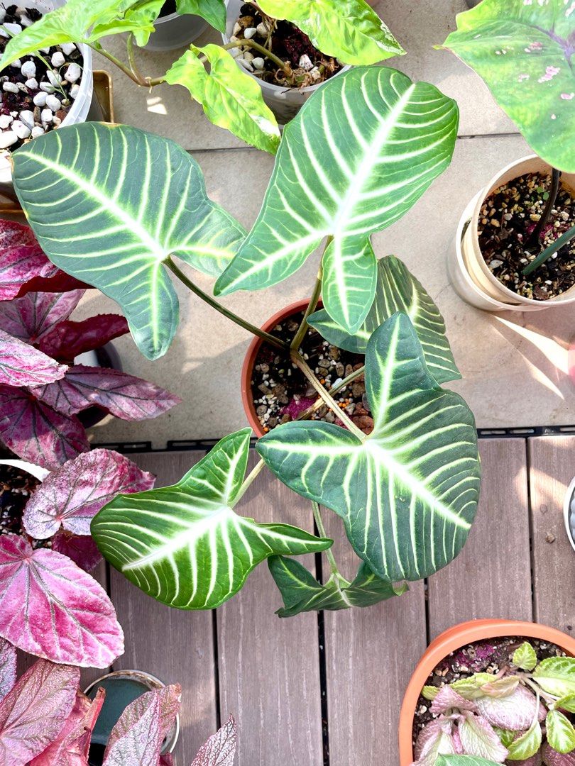 Caladium Lindenii (BIG), Furniture & Home Living, Gardening, Plants ...