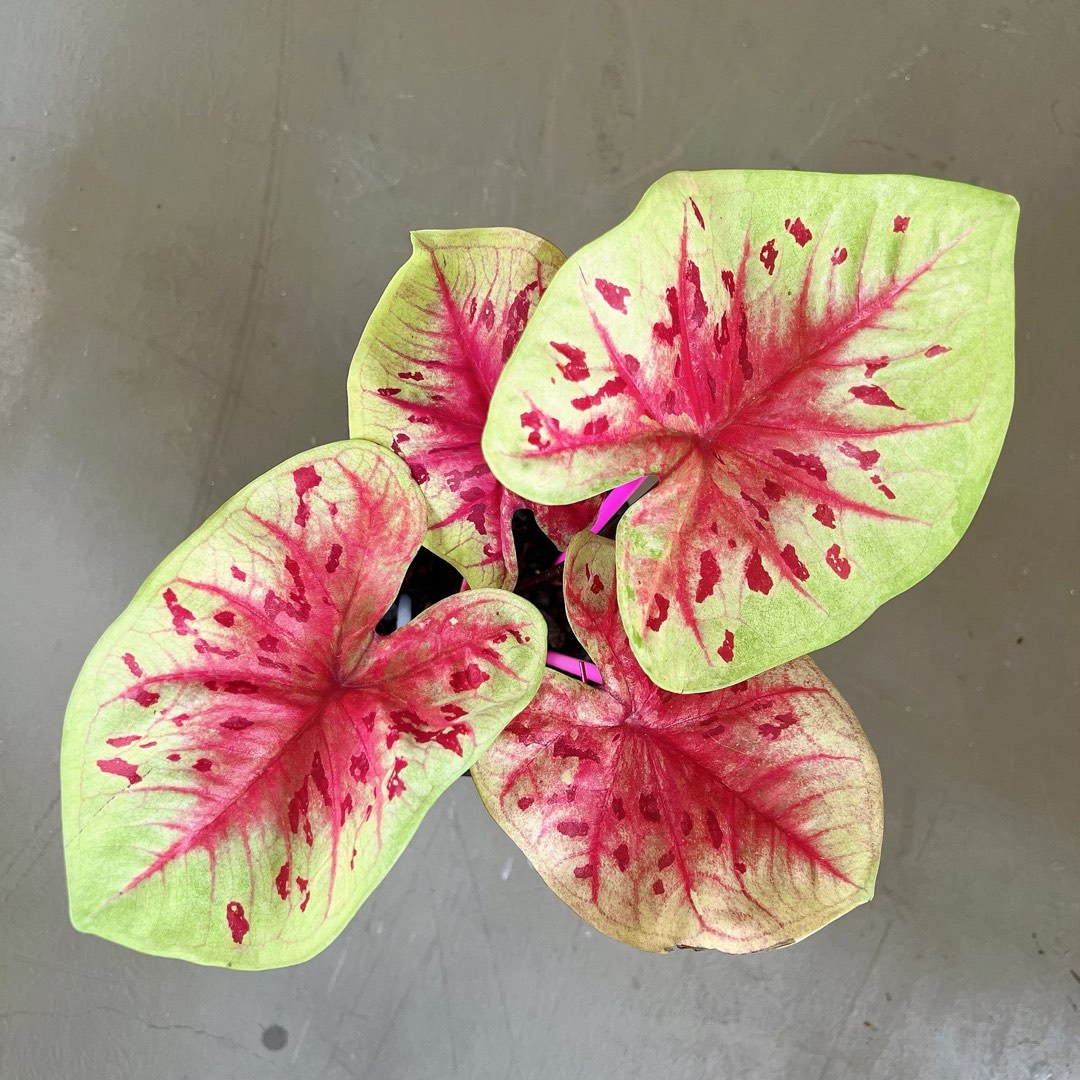 Caladium watermelon, Furniture & Home Living, Gardening, Plants & Seeds ...