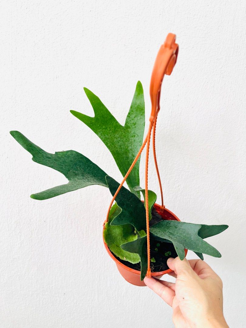 Healthy Staghorn Fern in a Hanging Pot, Furniture & Home Living ...