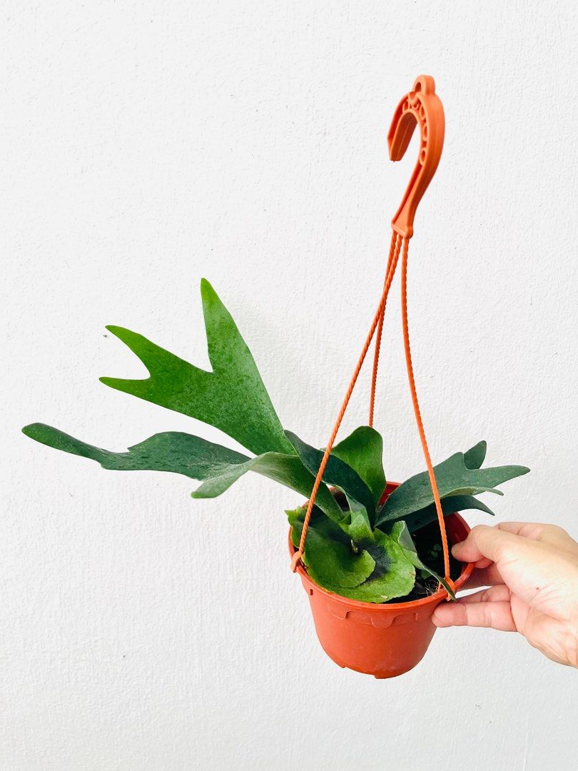 Healthy Staghorn Fern in a Hanging Pot, Furniture & Home Living ...