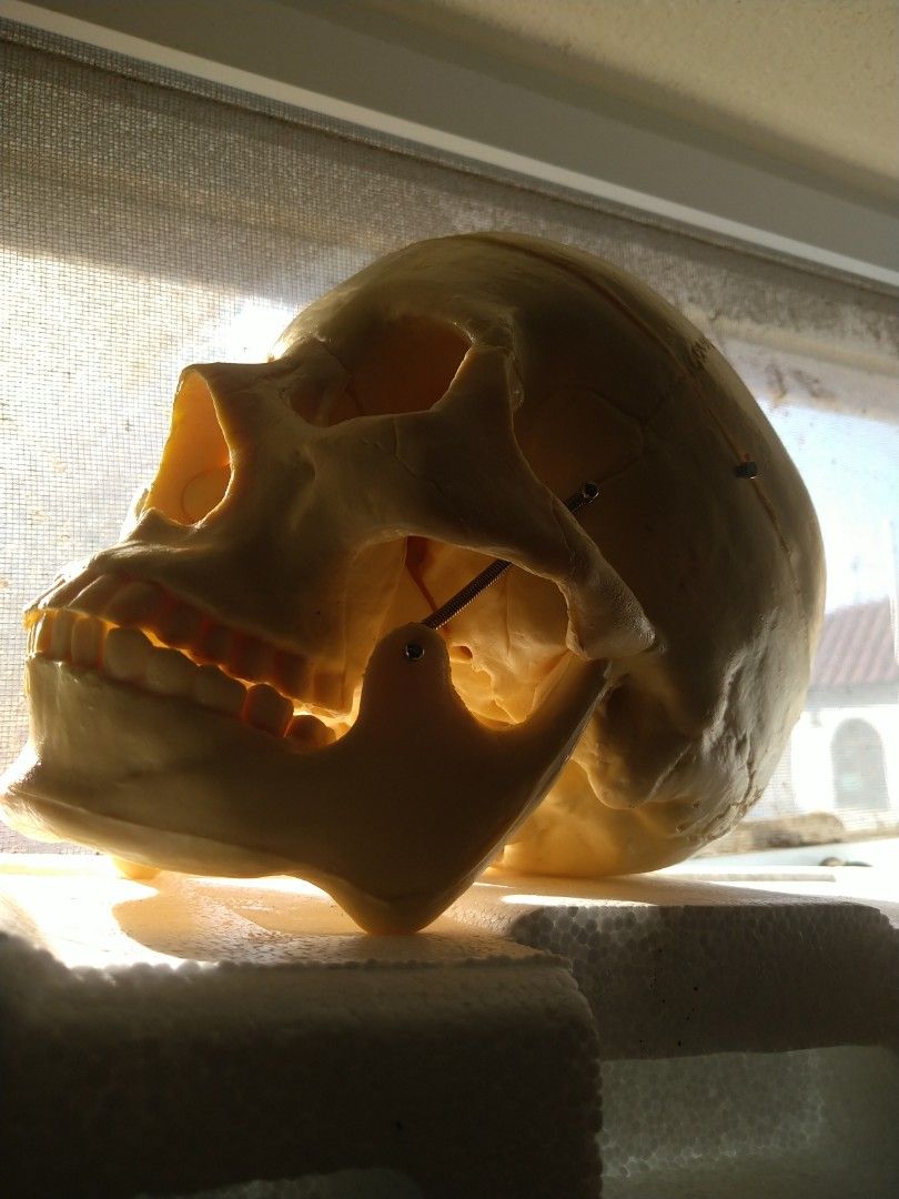 REPENT! Large scale skull model, 醫學 教學大比例頭骨模型, biology, science, 興趣及遊戲 ...