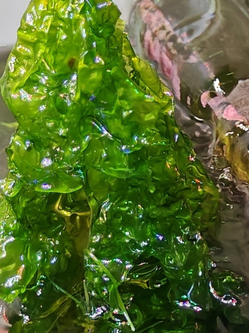 Marine macroalgae saltwater reef plants, Pet Supplies, Homes & Other ...