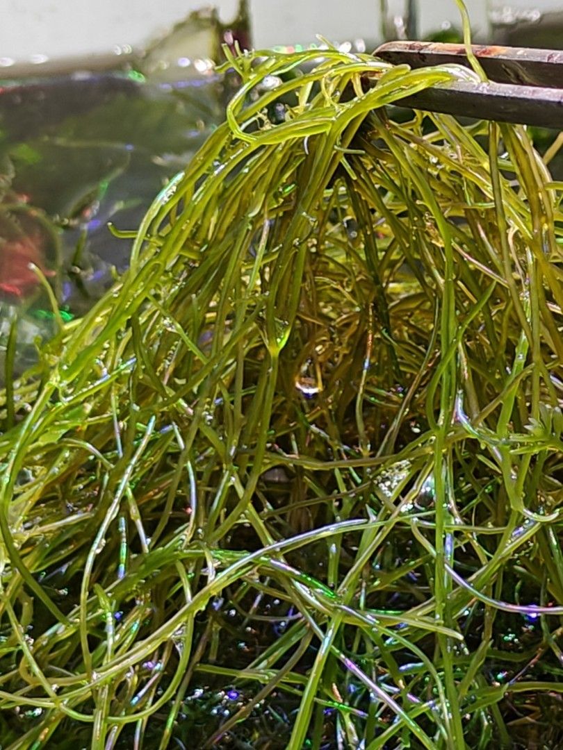 Marine macroalgae saltwater reef plants, Pet Supplies, Homes & Other ...