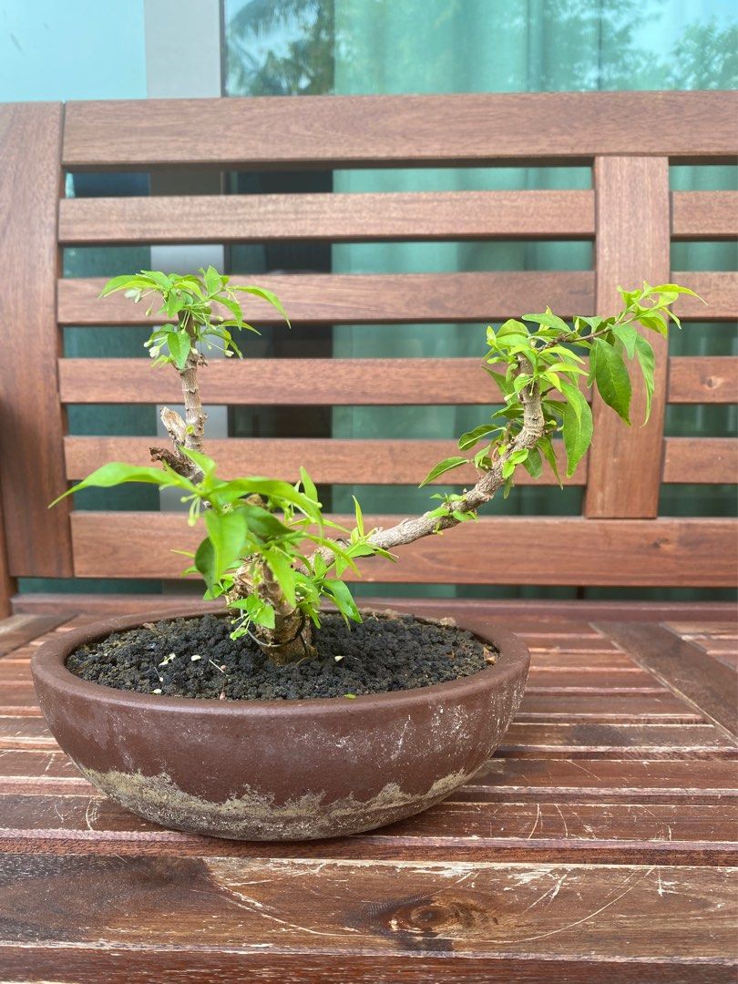 On sale Old Shui mei shuimei bonsai Wrightia Religiosa with small ...