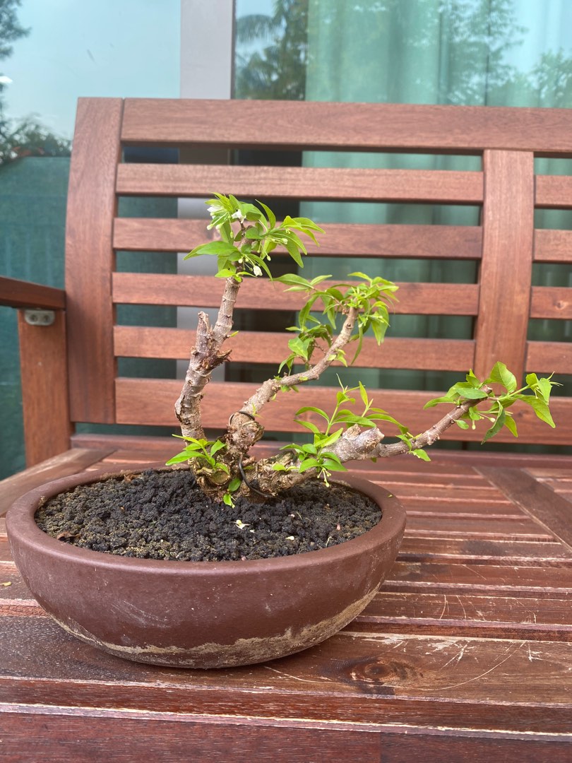 On sale Old Shui mei shuimei bonsai Wrightia Religiosa with small ...