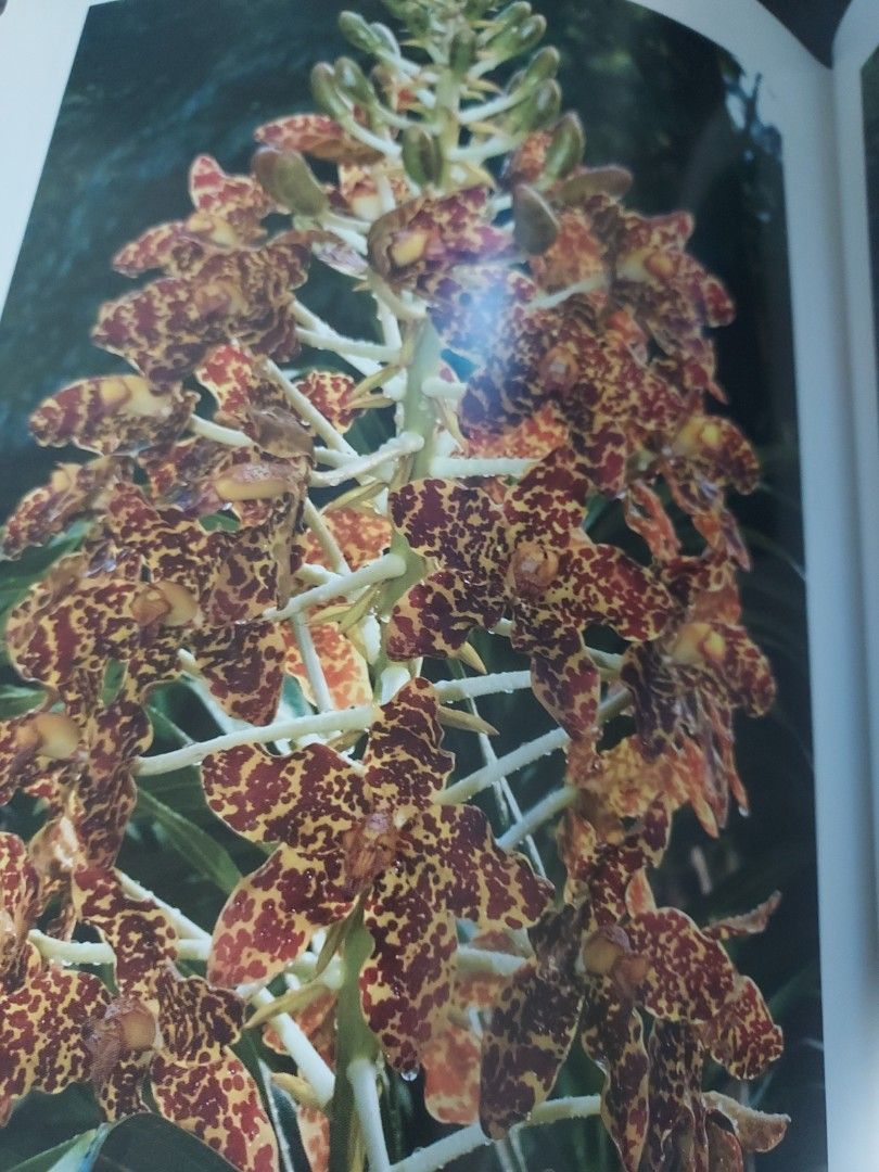 Orchids in a Garden City By Teoh Eng Soon, Hobbies & Toys, Books ...