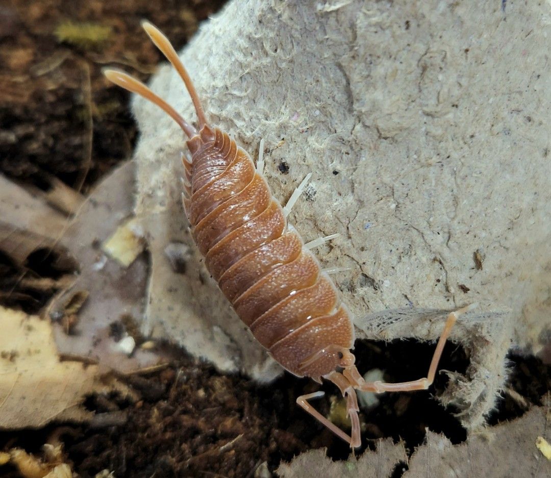 P. Magnificus isopod (Live bait feeder isopods Porcellio Magnificus ...