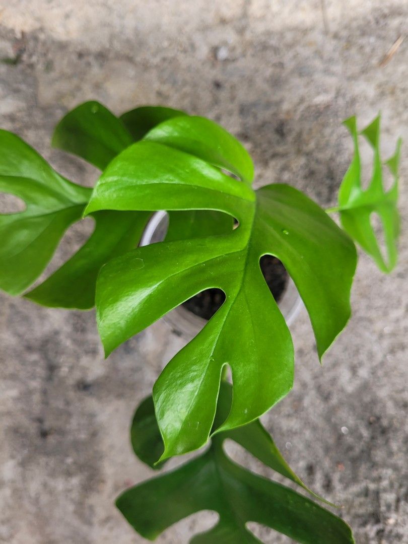 Rhaphidophora Tetrasperma a.k.a. mini monstera, Furniture & Home Living ...