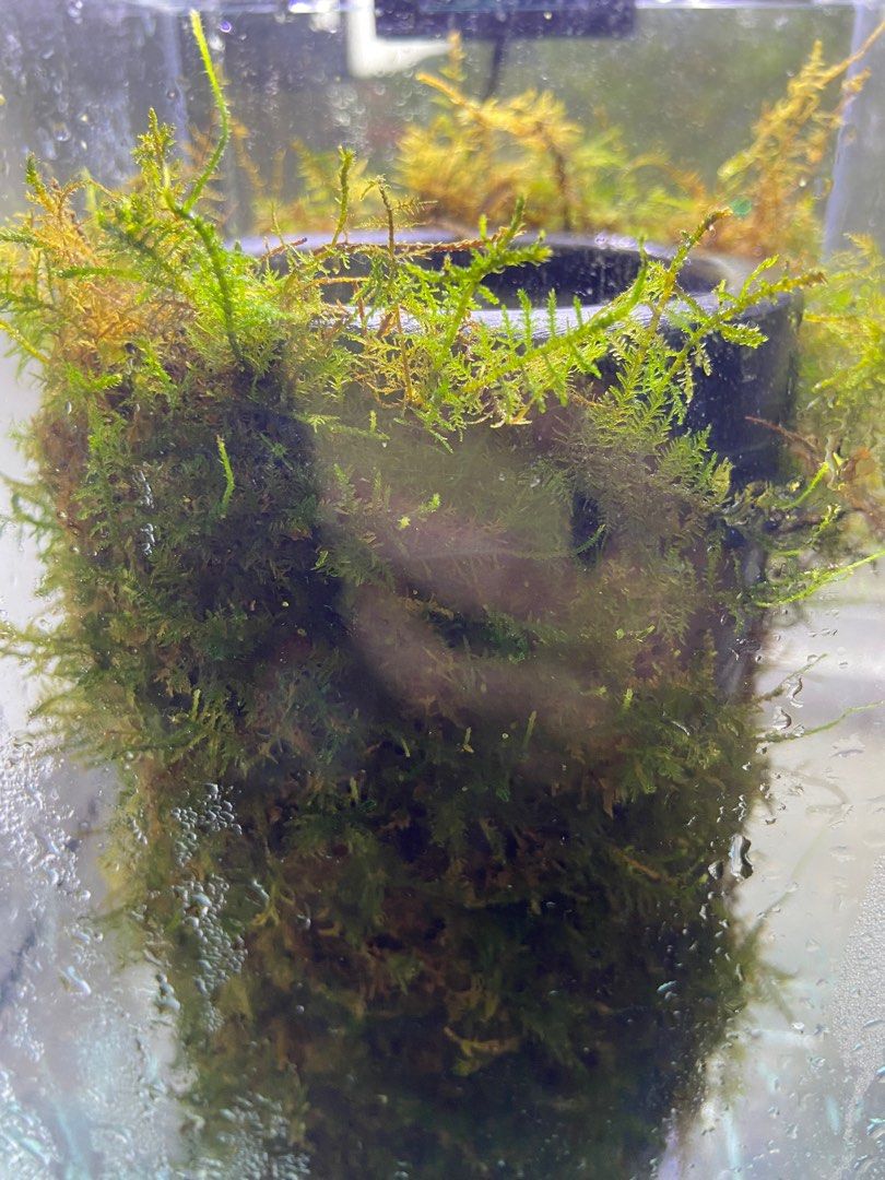 Dooa terra base Terrarium, Pet Supplies, Homes & Other Pet Accessories ...