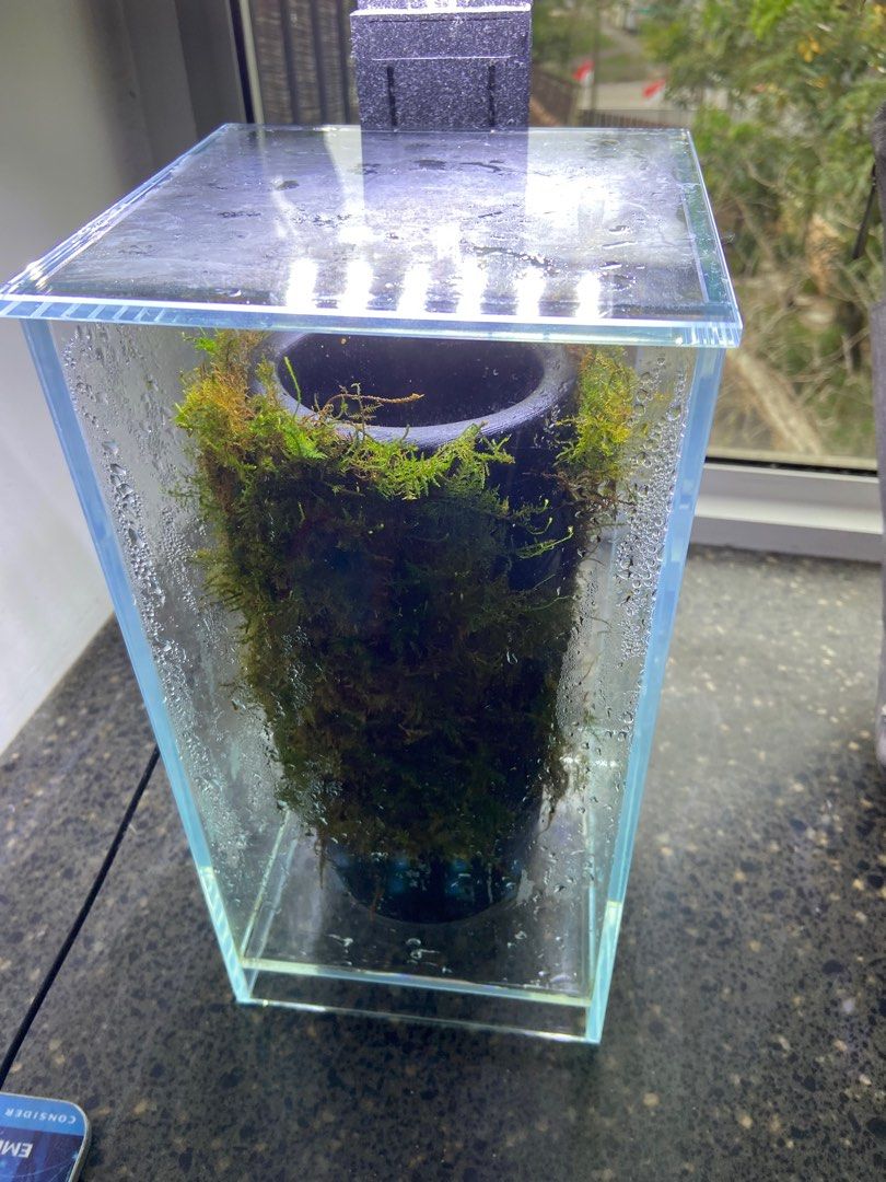 Dooa terra base Terrarium, Pet Supplies, Homes & Other Pet Accessories ...