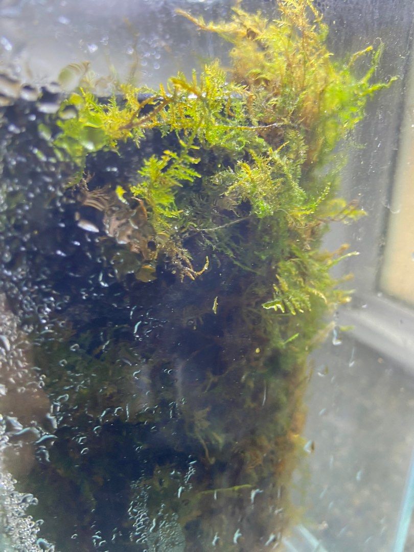 Dooa terra base Terrarium, Pet Supplies, Homes & Other Pet Accessories ...