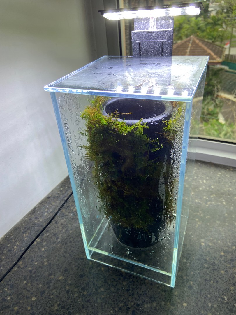 Dooa terra base Terrarium, Pet Supplies, Homes & Other Pet Accessories ...