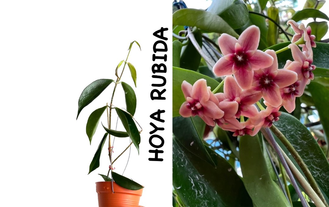 HOYA RUBIDA - $8, Furniture & Home Living, Gardening, Plants & Seeds on ...