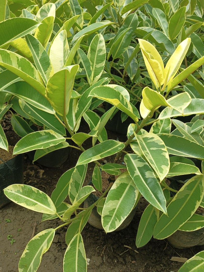 Multibranch Doescheri Golden Tineke Rubber Tree on Carousell