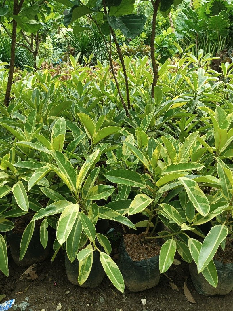 Multibranch Doescheri Golden Tineke Rubber Tree on Carousell
