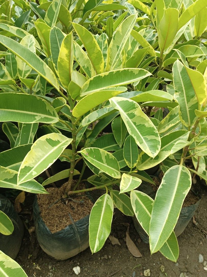 Multibranch Doescheri Golden Tineke Rubber Tree on Carousell