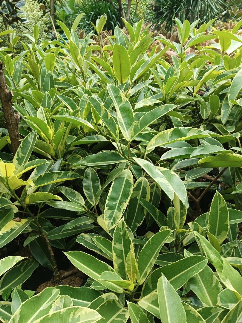 Multibranch Doescheri Golden Tineke Rubber Tree on Carousell