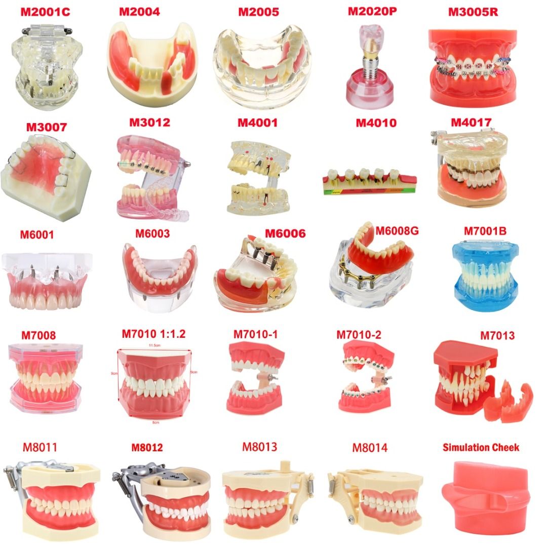 Multiple Types Dental Teeth Model Teaching Models Typodont Orthodontic ...