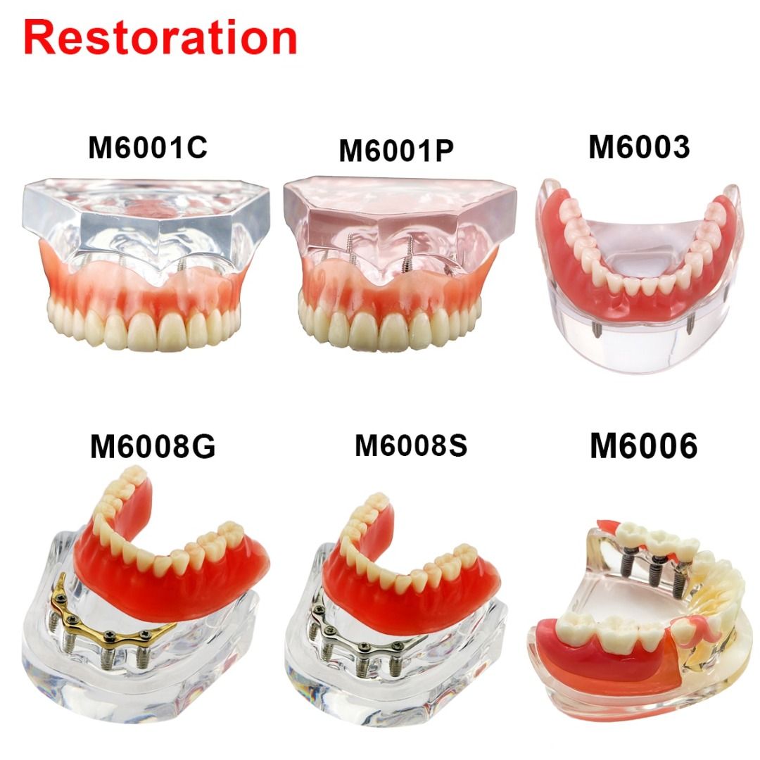 Multiple Types Dental Teeth Model Teaching Models Typodont Orthodontic ...