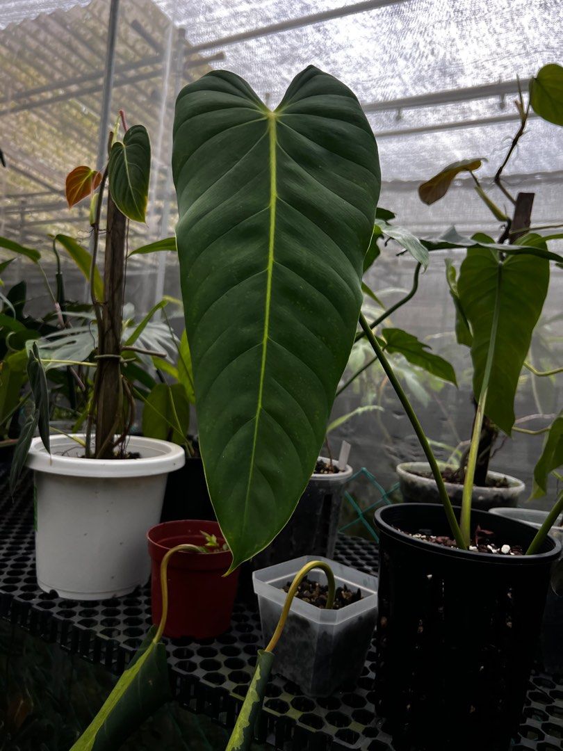 Philodendron Esmeraldense (Narrow form), Furniture & Home Living ...