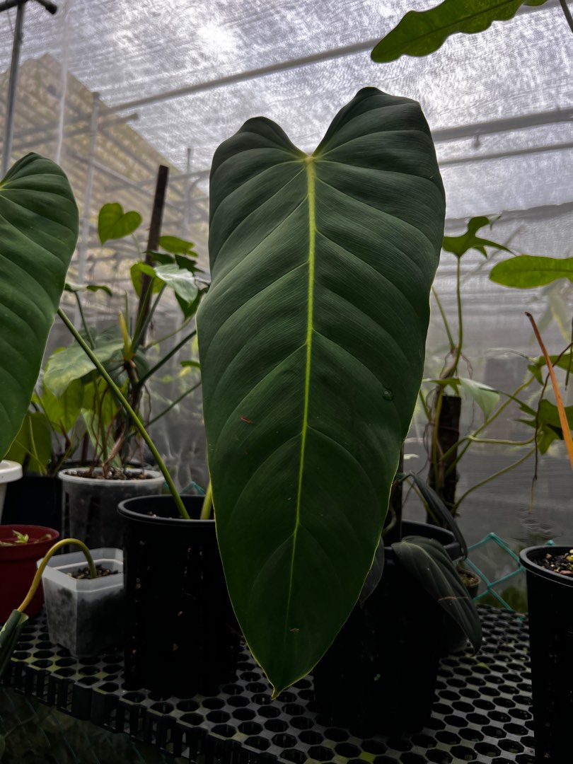 Philodendron Esmeraldense (Narrow form), Furniture & Home Living ...