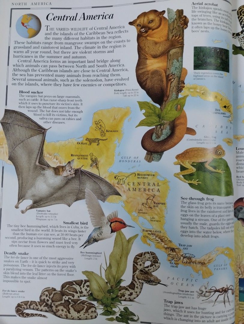 The Animal Atlas - written by Barbara Taylor & illustrated by Kenneth ...