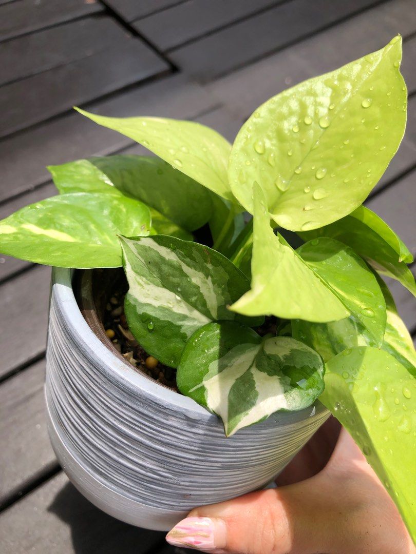 Trio Pothos Njoy Neon Pothos Money Plant, Furniture & Home Living ...