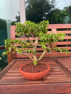 Shui mei shuimei bonsai Wrightia Religiosa small leaves water jasmine ...