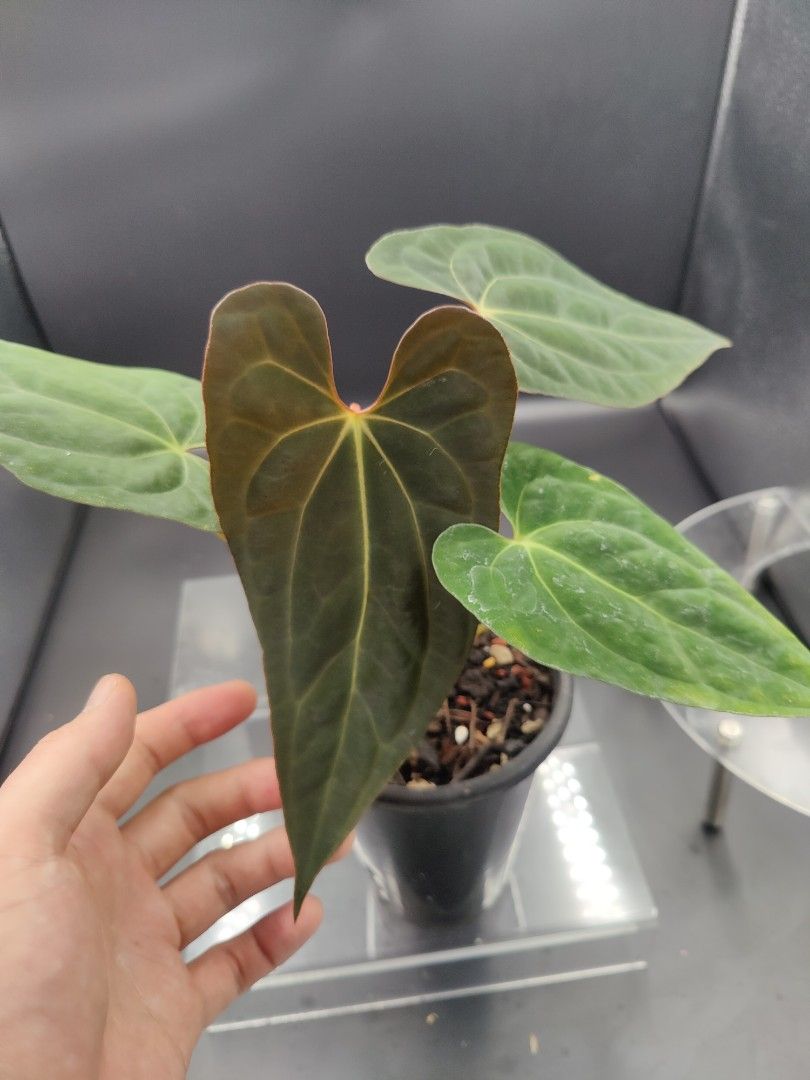 Anthurium Papillilaminum X-1, Furniture & Home Living, Gardening ...