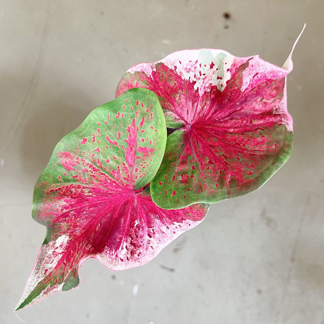 Caladium Noppa kaow, Furniture & Home Living, Gardening, Plants & Seeds ...