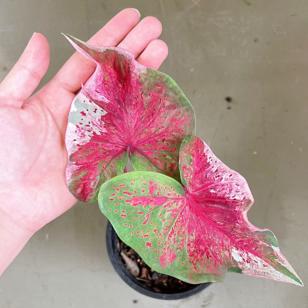 Caladium Noppa kaow, Furniture & Home Living, Gardening, Plants & Seeds ...