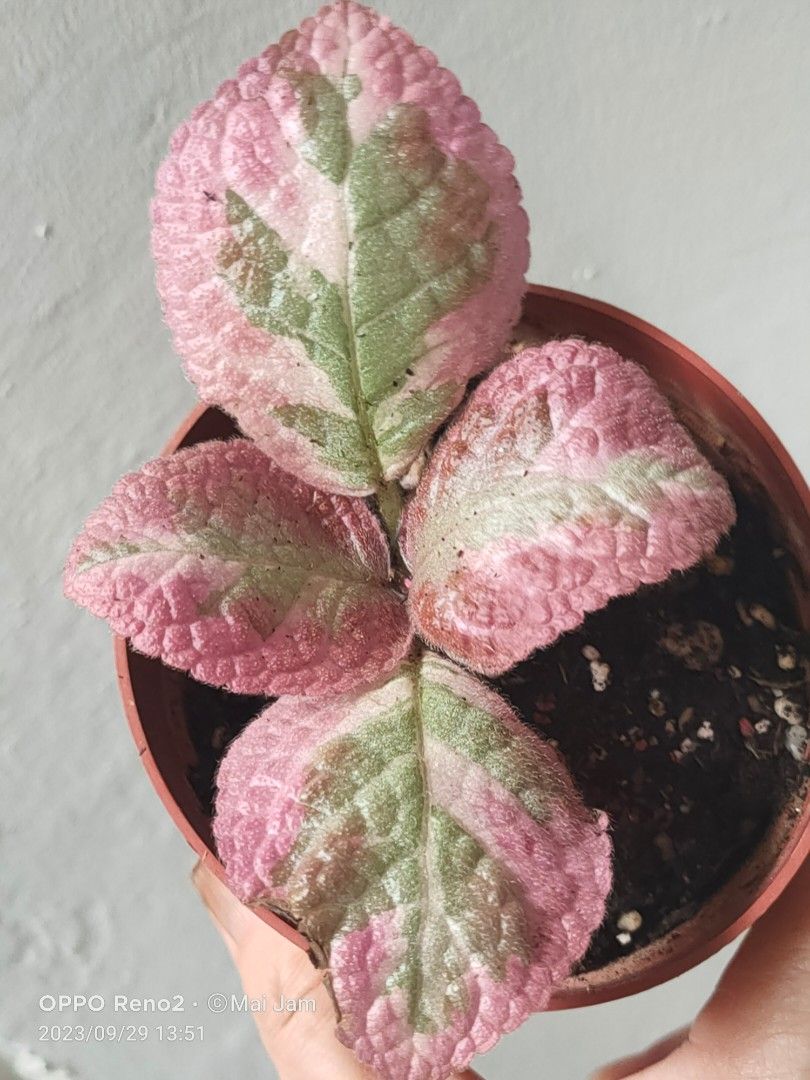Episcia Cleopatra, Furniture & Home Living, Gardening, Plants & Seeds ...