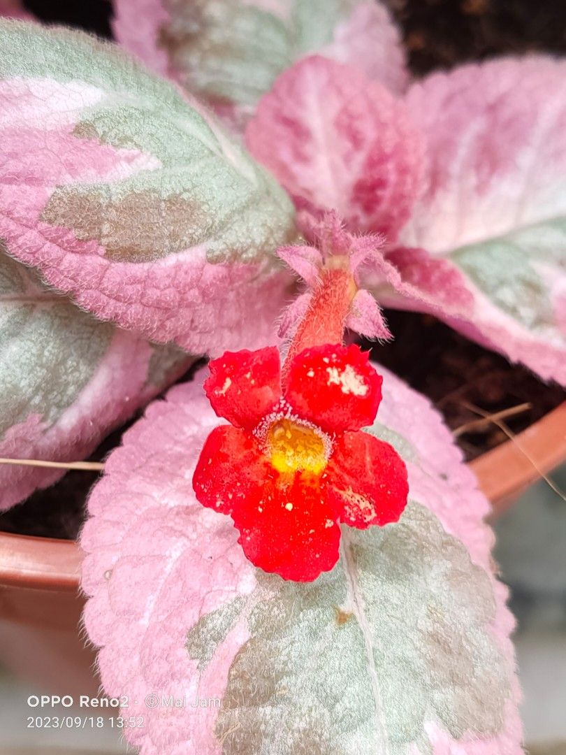 Episcia Cleopatra, Furniture & Home Living, Gardening, Plants & Seeds ...