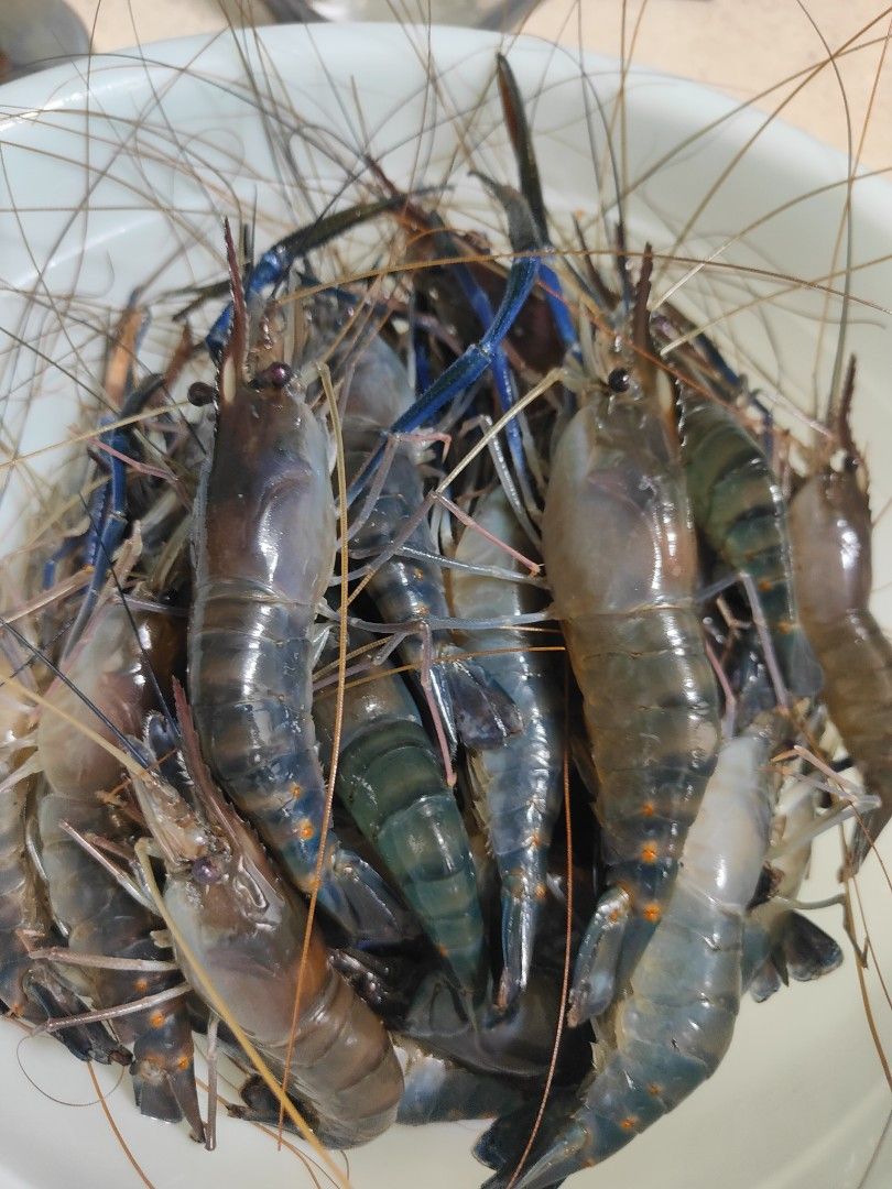 Freshwater Prawns, Food & Drinks, Chilled & Frozen Food on Carousell