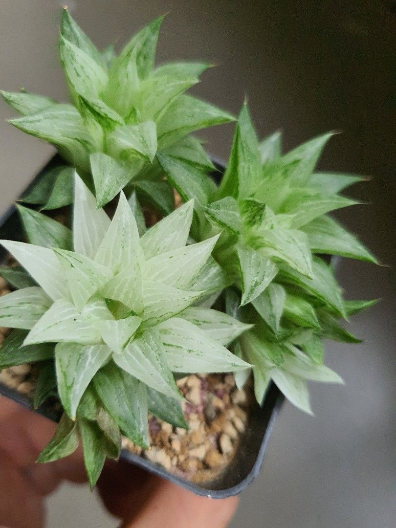Haworthia Korizantonishiki Rock Sugar Variegated pot 6cm, Furniture ...
