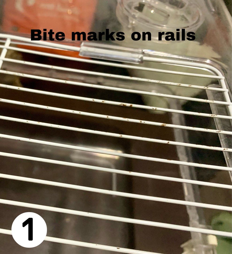 Hedgehog Planet hamster cages 72cm, Pet Supplies, Homes & Other Pet ...