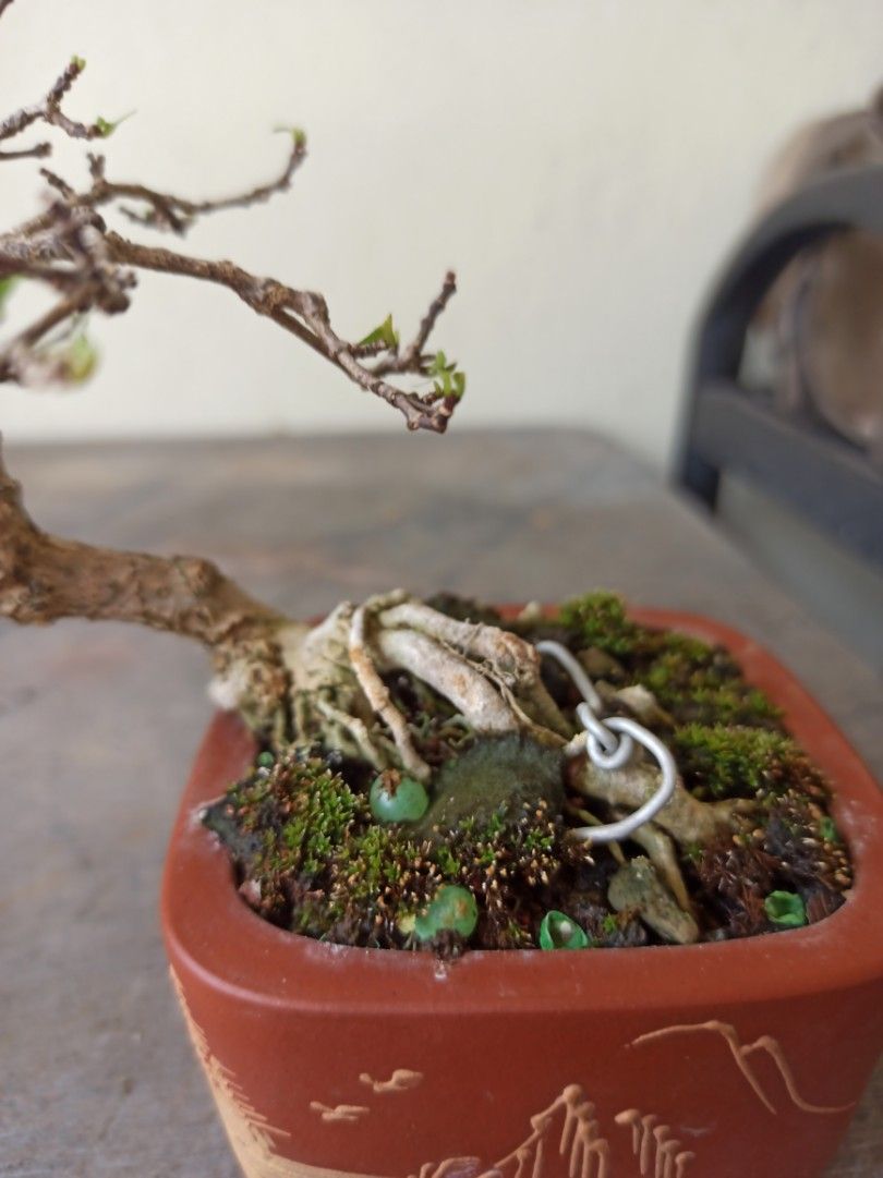 Mini cascade shui mei bonsai, Furniture & Home Living, Gardening ...