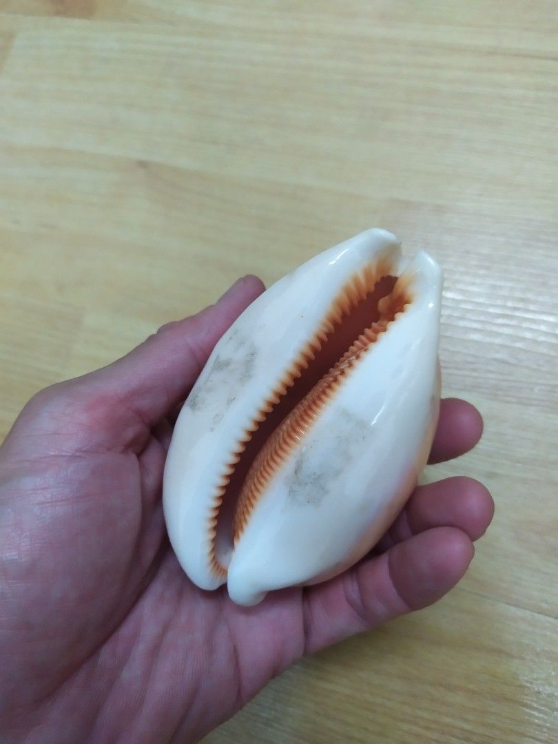 Orange Cowrie Shell, Hobbies & Toys, Collectibles & Memorabilia ...