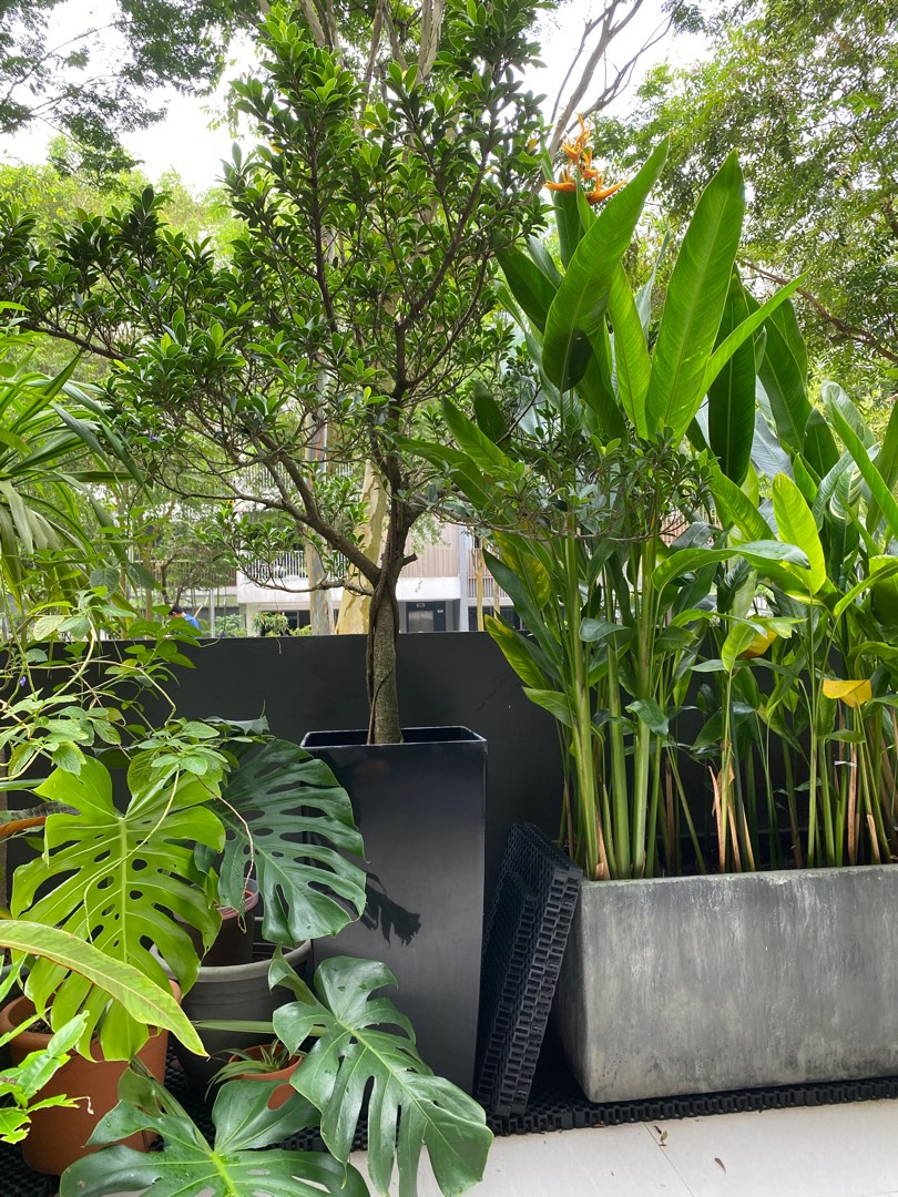 Two Mid to Large Size Plants, Furniture & Home Living, Gardening ...