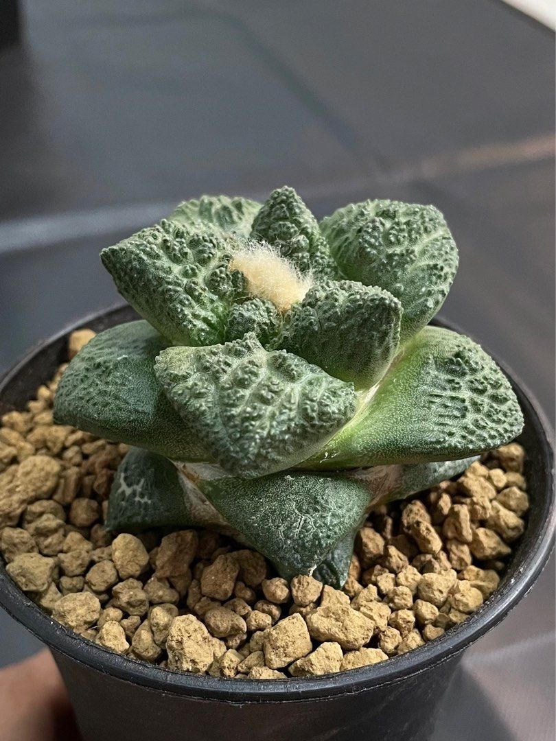 Ariocarpus Godzilla Cactus Succulent, Furniture & Home Living ...