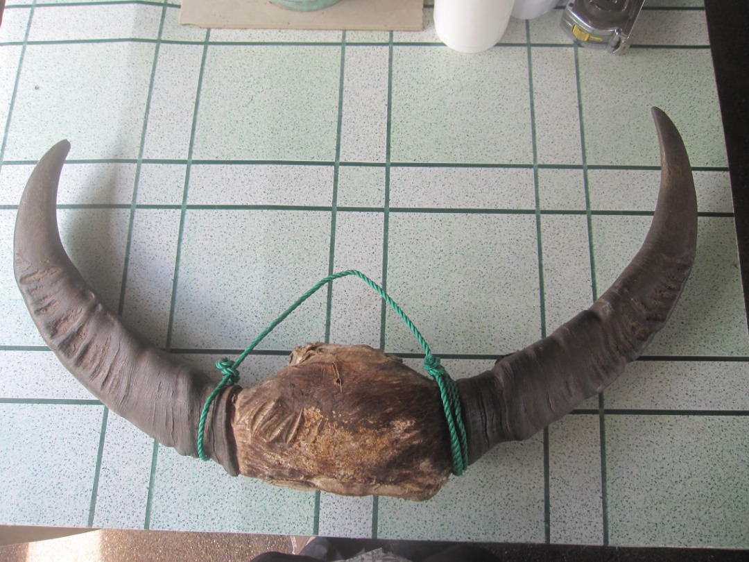 Full Pair of 28'' Carabao Horns on Carousell