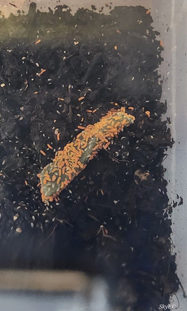 Orange Springtails Culture, Pet Supplies, Pet Food on Carousell