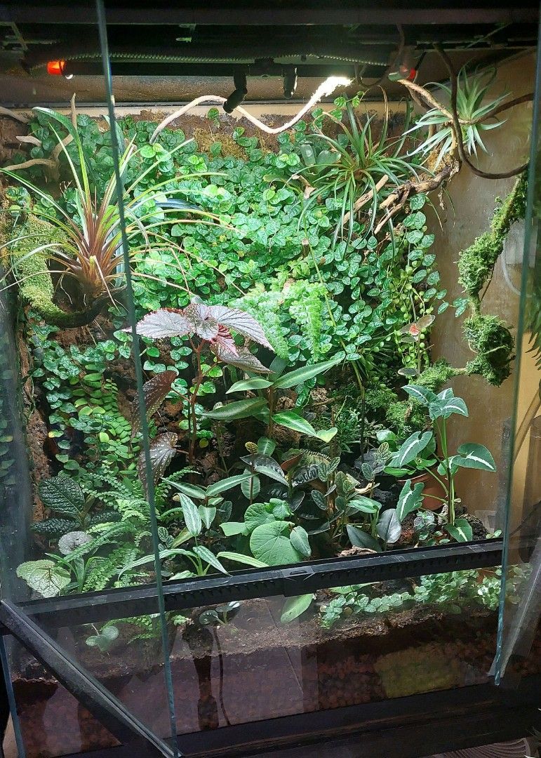Paludarium/vivarium tank with all plants L65cm x H 78cm B50cm ...